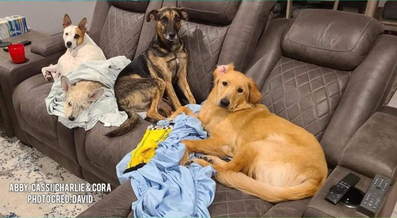 Yummers Freeze-Dried Cheddar Cheese Dog Food Topper, 2.5 oz. | Petco