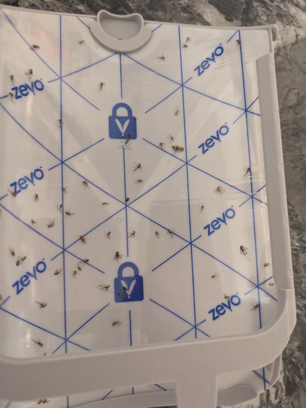 Shop Zevo Zevo Indoor Insect Trap and Refills at Lowes.com