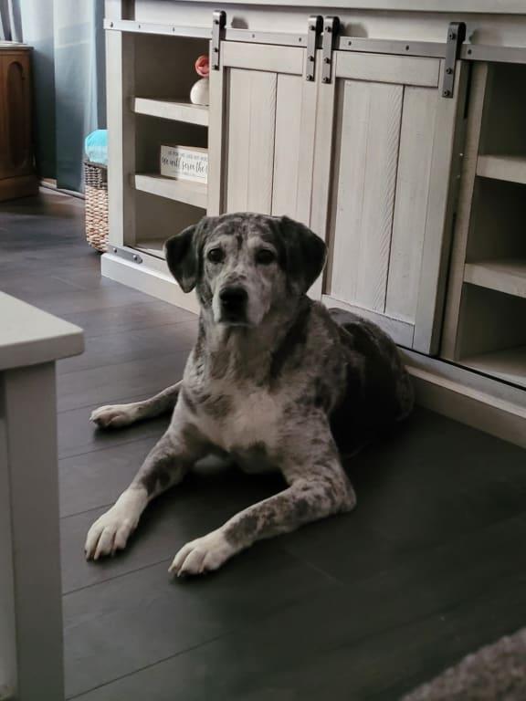 Zesty Paws Peppermint Hemp Elements Calming OraStix Chews for Dogs, 12 ...