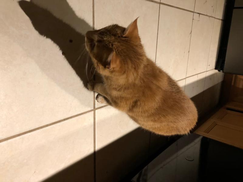 Zesty Paws Bacon Chews Hairball for Cats, Count of 60 | Petco