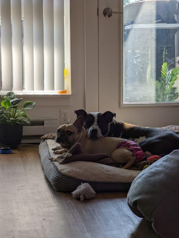 Zesty Paws Bison Ancient Elements 8-in-1 Bites for Dogs, 10.4 oz ...