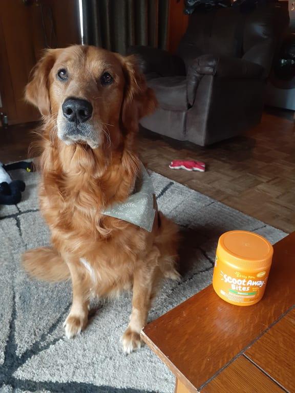 Zesty Paws Chicken Scoot Away Bites Soft Chews for Dogs, 11.1 oz ...