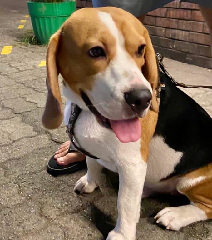 Zesty Paws Chicken Skin & Coat Bites for Dogs, 90 Count