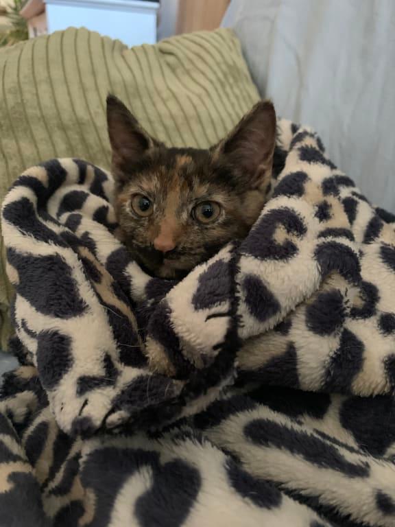 Zesty Paws Bacon Calming Bites for Cats & Stress Relief