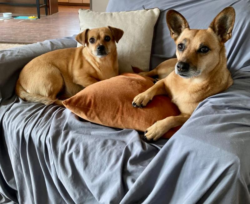 Zesty Paws Chicken Scoot Away Bites Soft Chews for Dogs, 90 Ct. | Petco