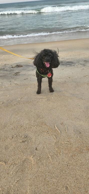 Zesty Paws Peanut Butter 8-in-1 Dog Multivitamin Bites