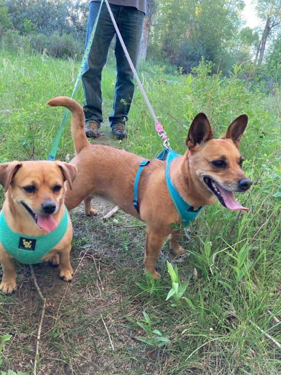 Zesty Paws Chicken Scoot Away Bites Soft Chews for Dogs, 11.1 oz ...