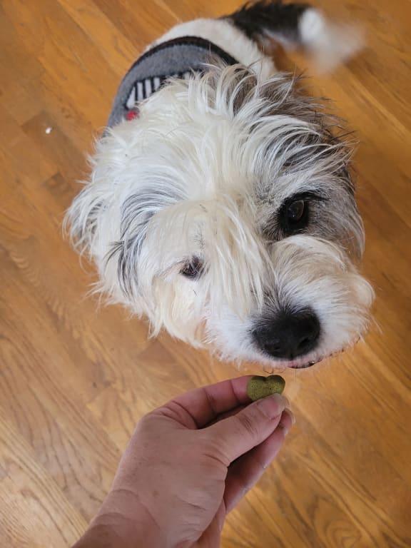 Zesty Paws Vet Strength Smoked Cheese Allergy & Immune Bites for Dogs ...