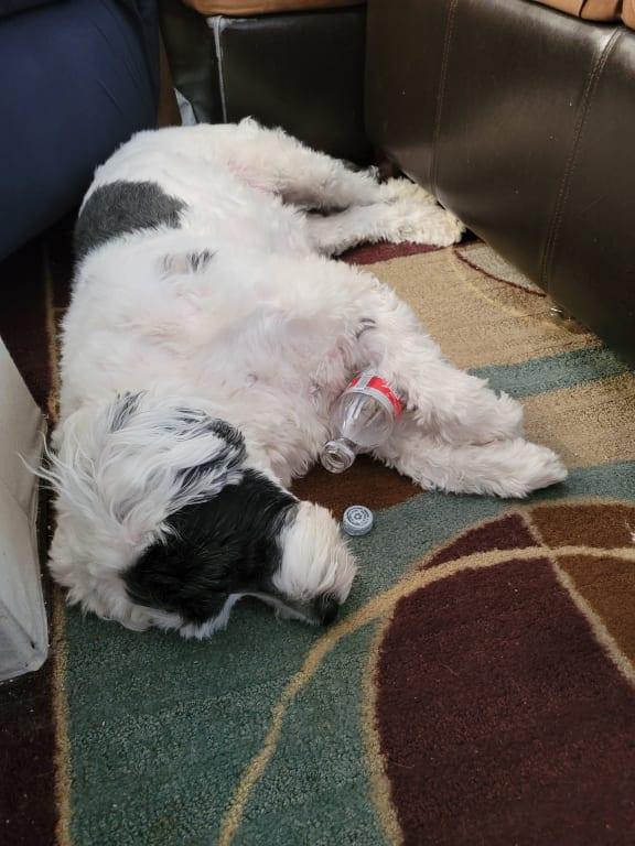 Zesty Paws Chicken Scoot Away Bites Soft Chews for Dogs, 11.1 oz ...