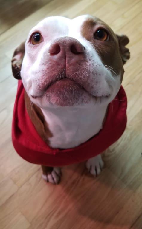 Zesty Paws Hemp Chicken Elements 8-in-1 Bites for Dogs, Count of 90 | Petco