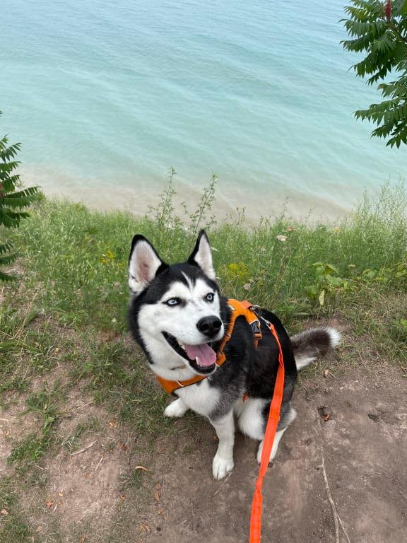 Zesty Paws Peanut Butter 8-in-1 Multivitamin Bites for Dogs, 11.1 oz ...