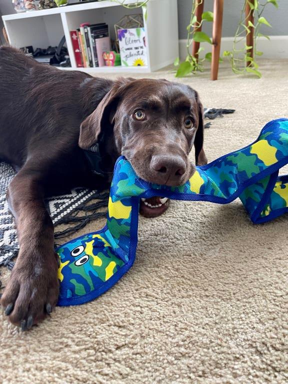 Zesty Paws Omega Bites Chewable Skin and Coat Supplements for Dogs ...